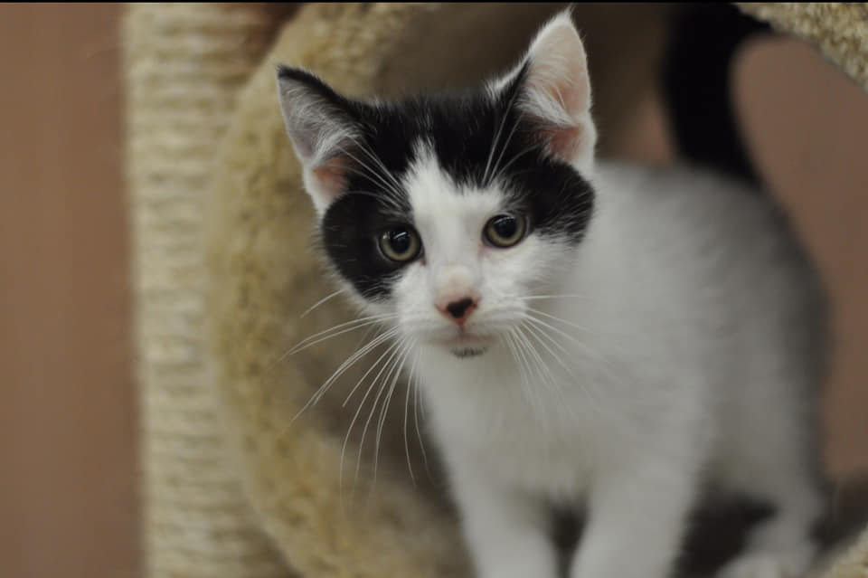 Lazy Cat Lounge & Consignment Shop