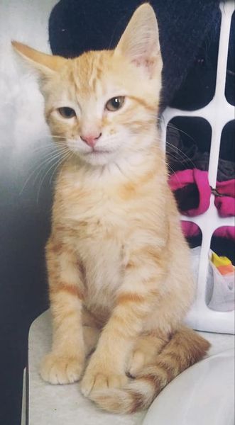 Lazy Cat Lounge & Consignment Shop